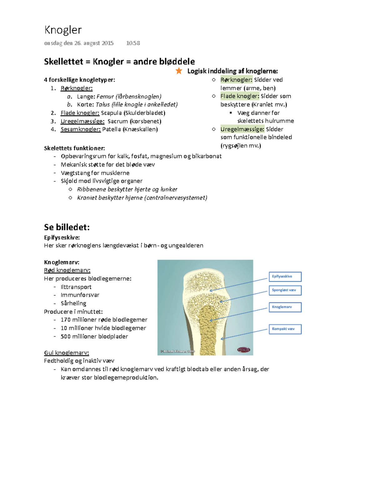 Anatomi - knogler overordnet - Warning: TT: undefined function: 32 ...