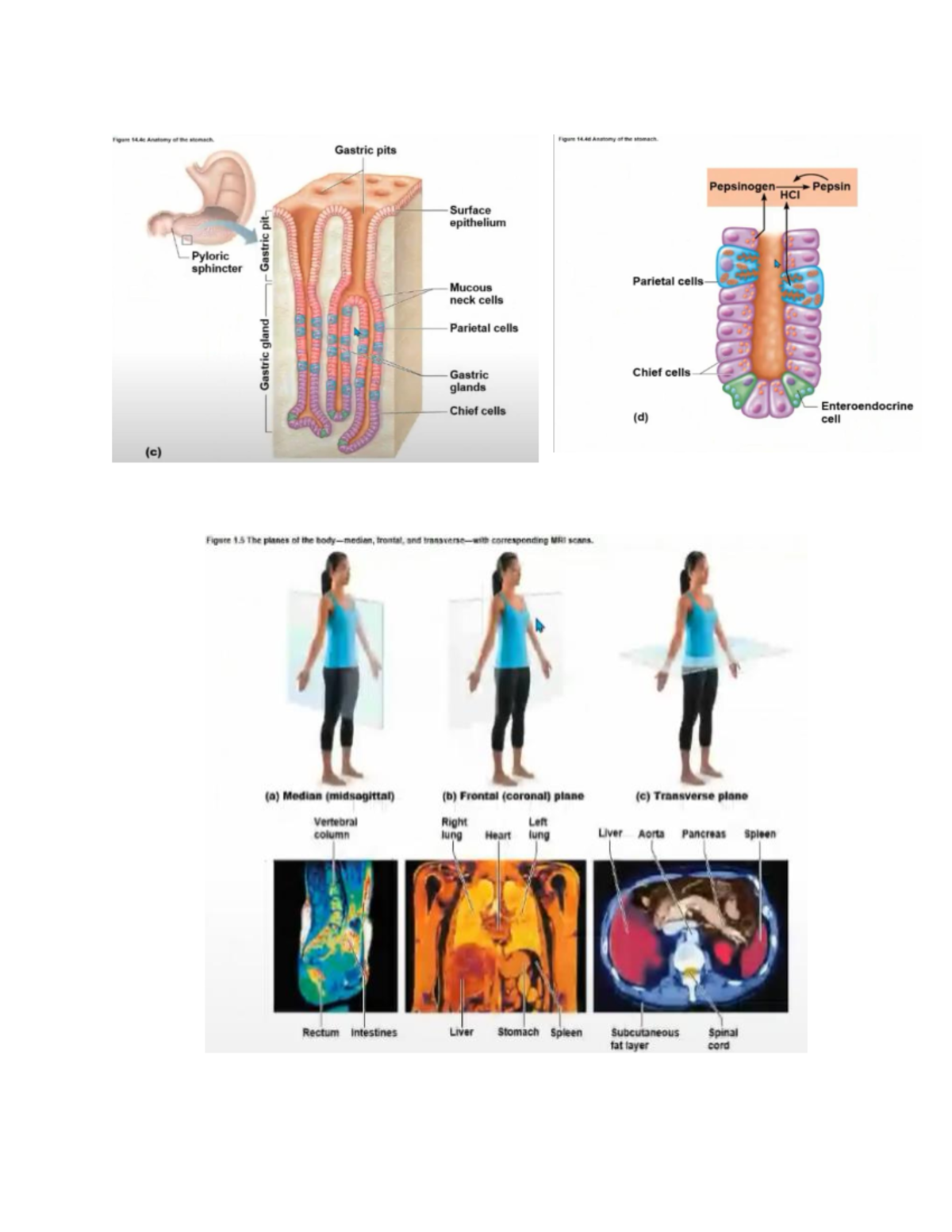 BSC 130 - Chapter 1 - Study hard. - Anatomy and Physiology - Studocu