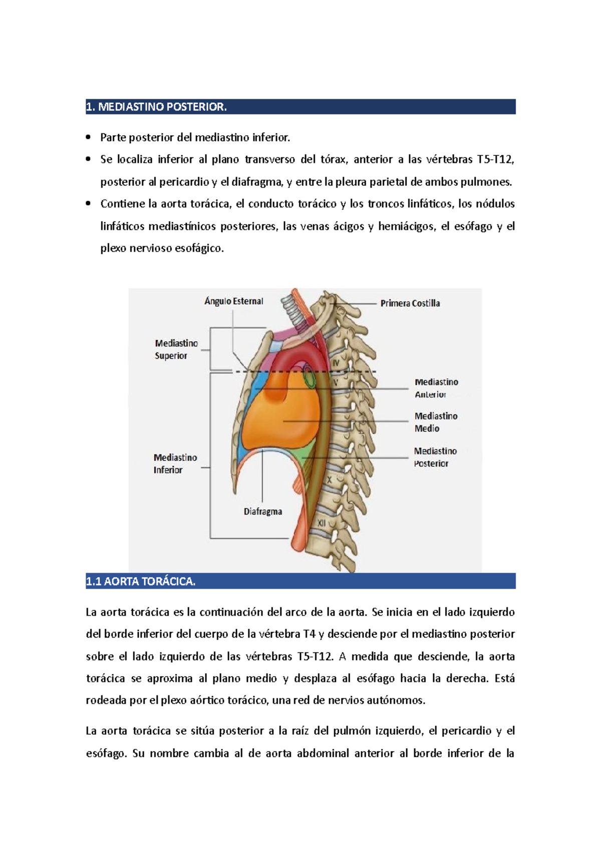 13 Mediastino Posterior - 1. MEDIASTINO POSTERIOR. Parte posterior del ...