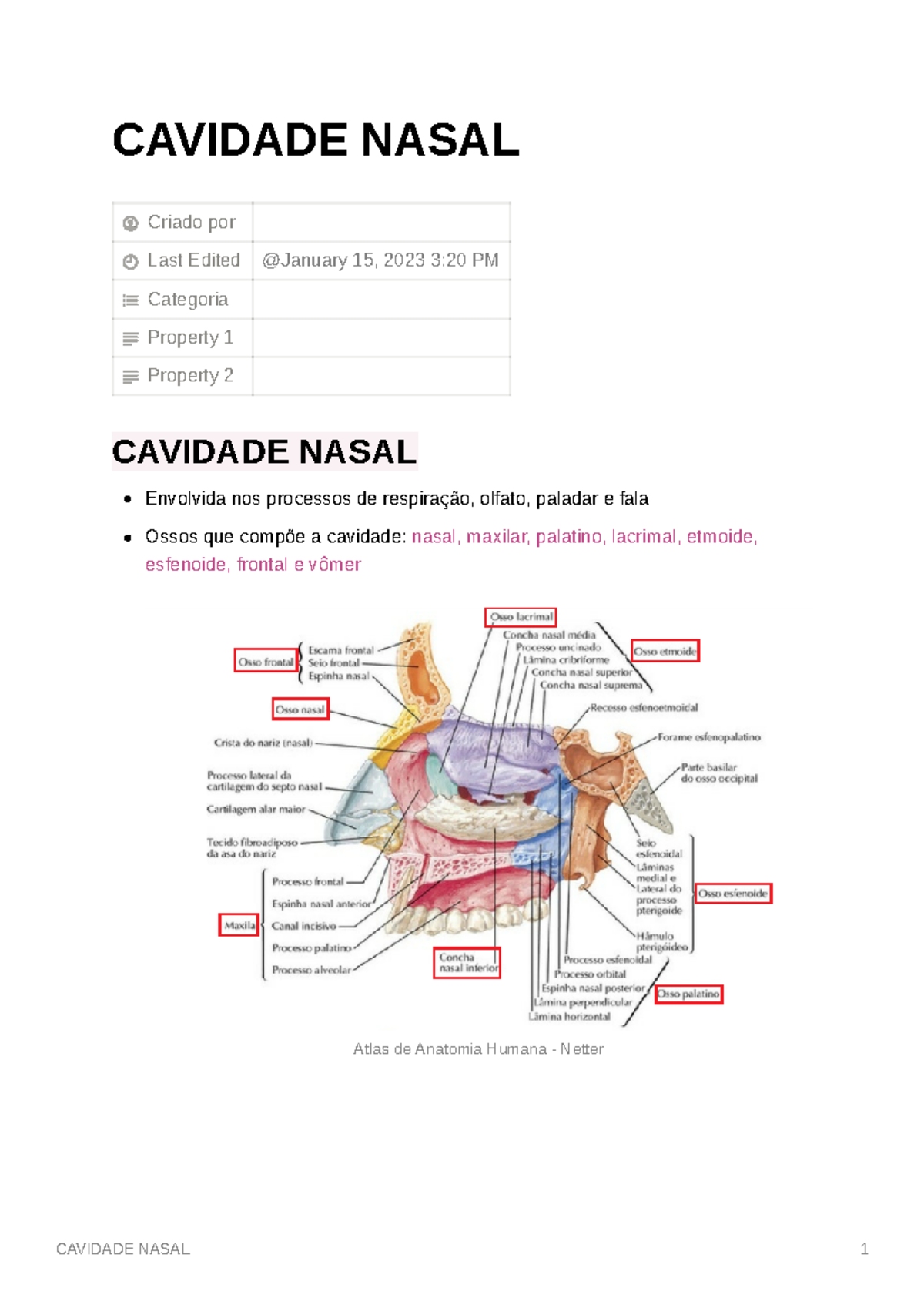 Cavidade Nasal - CAVIDADE NASAL Criado por Last Edited Categoria ...