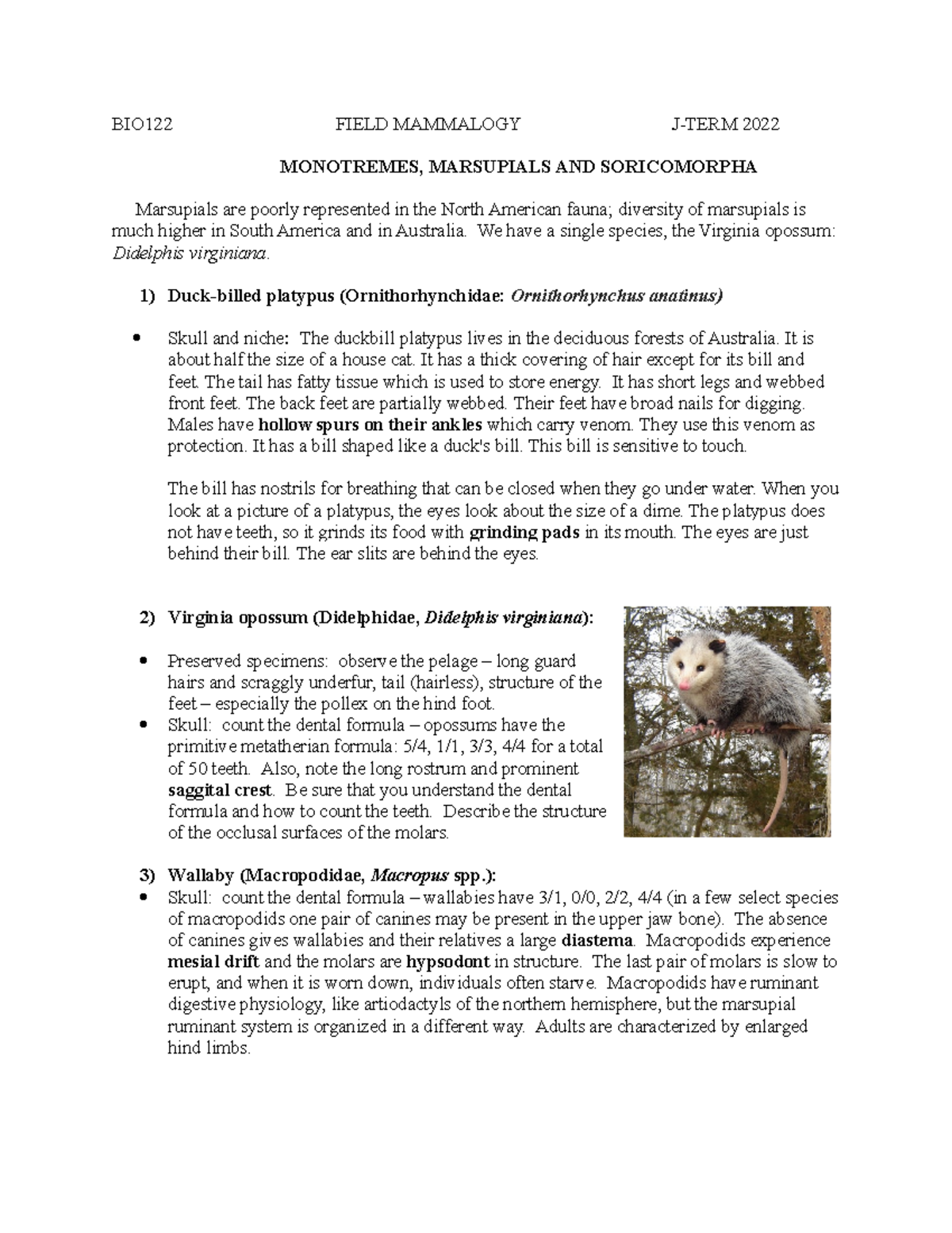 Monotremes Marsupials and soricomorphs - BIO122 FIELD MAMMALOGY J-TERM ...