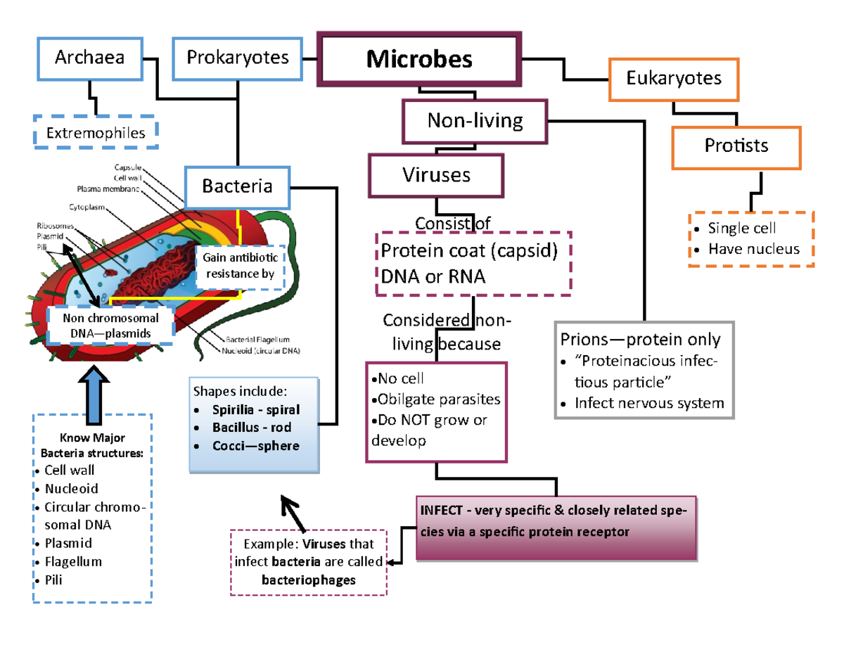 Ch 1 Microbes Concept Map KEY - Microbes Consist of Viruses Protein ...