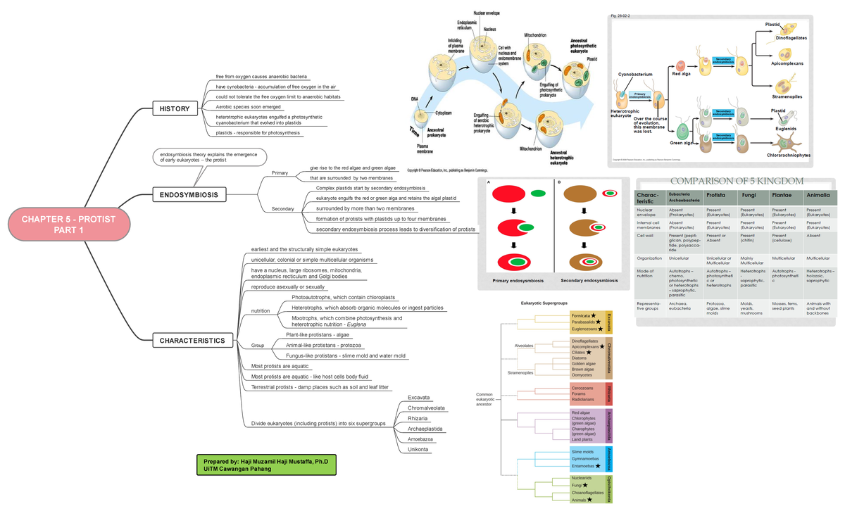 Mindmap Chapter 5 Protist Complete - endosymbiosis theory explains the ...