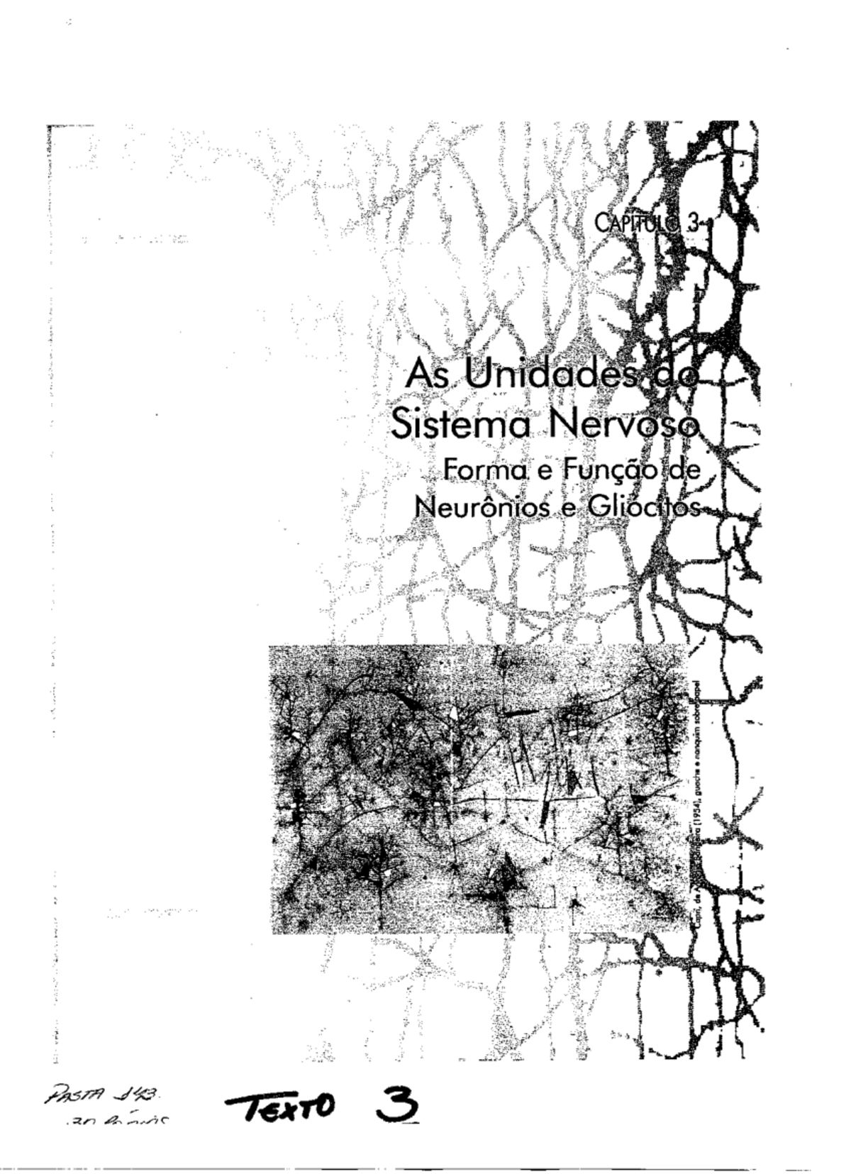 As unidades do sistema nervoso - Forma e função de neurônios e ...