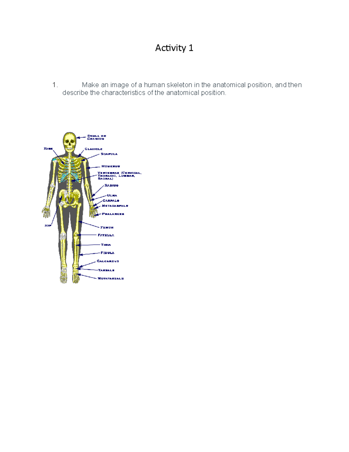 Activity 1 - iiiiiyjyy yjyj - Activity 1 Make an image of a human ...