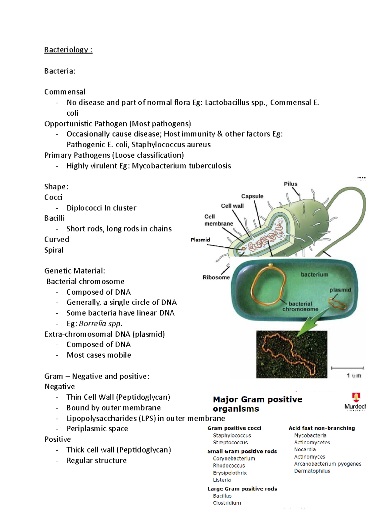 Vet211 - all lecture notes - Bacteriology : Bacteria: Commensal - No ...