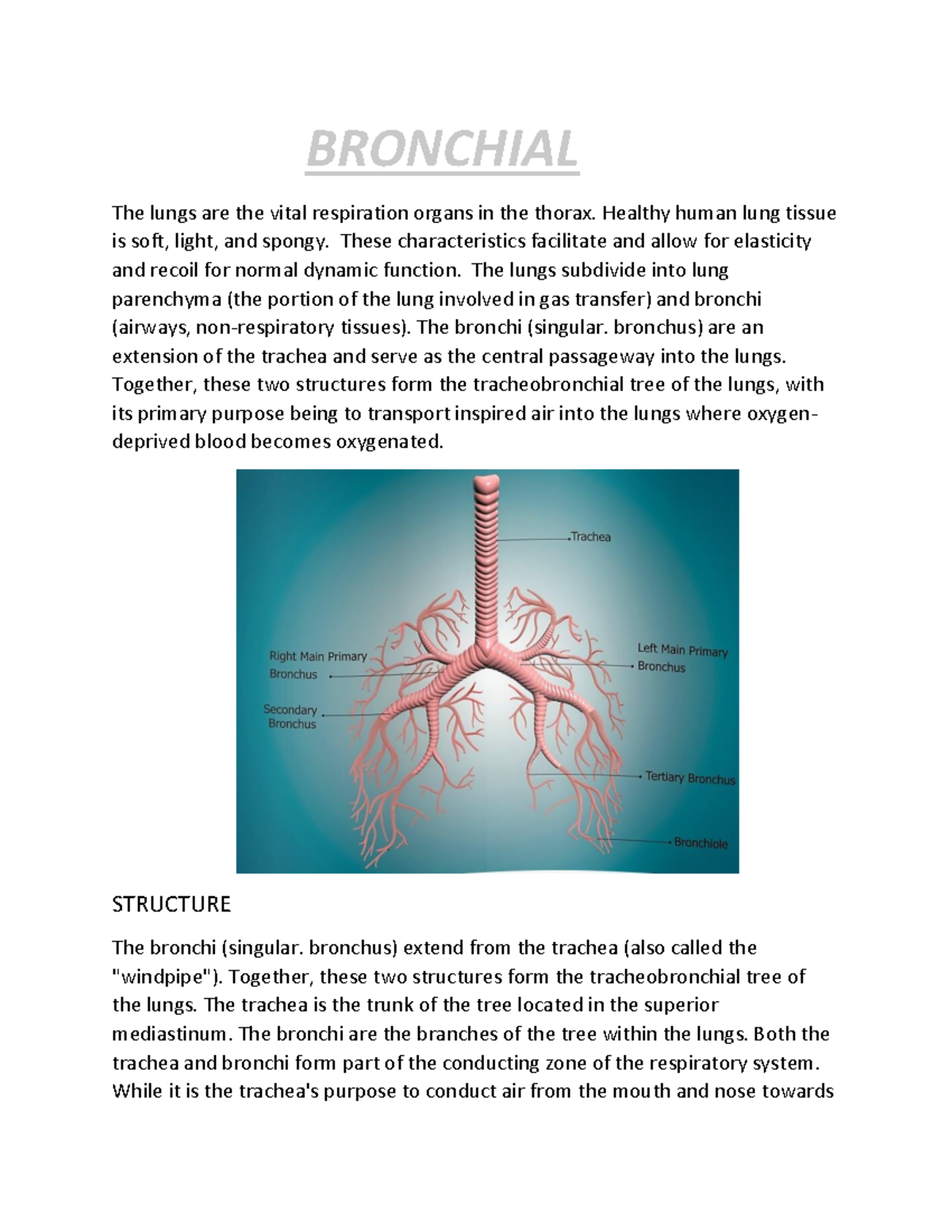 Bronchial - BRONCHIAL The lungs are the vital respiration organs in the ...