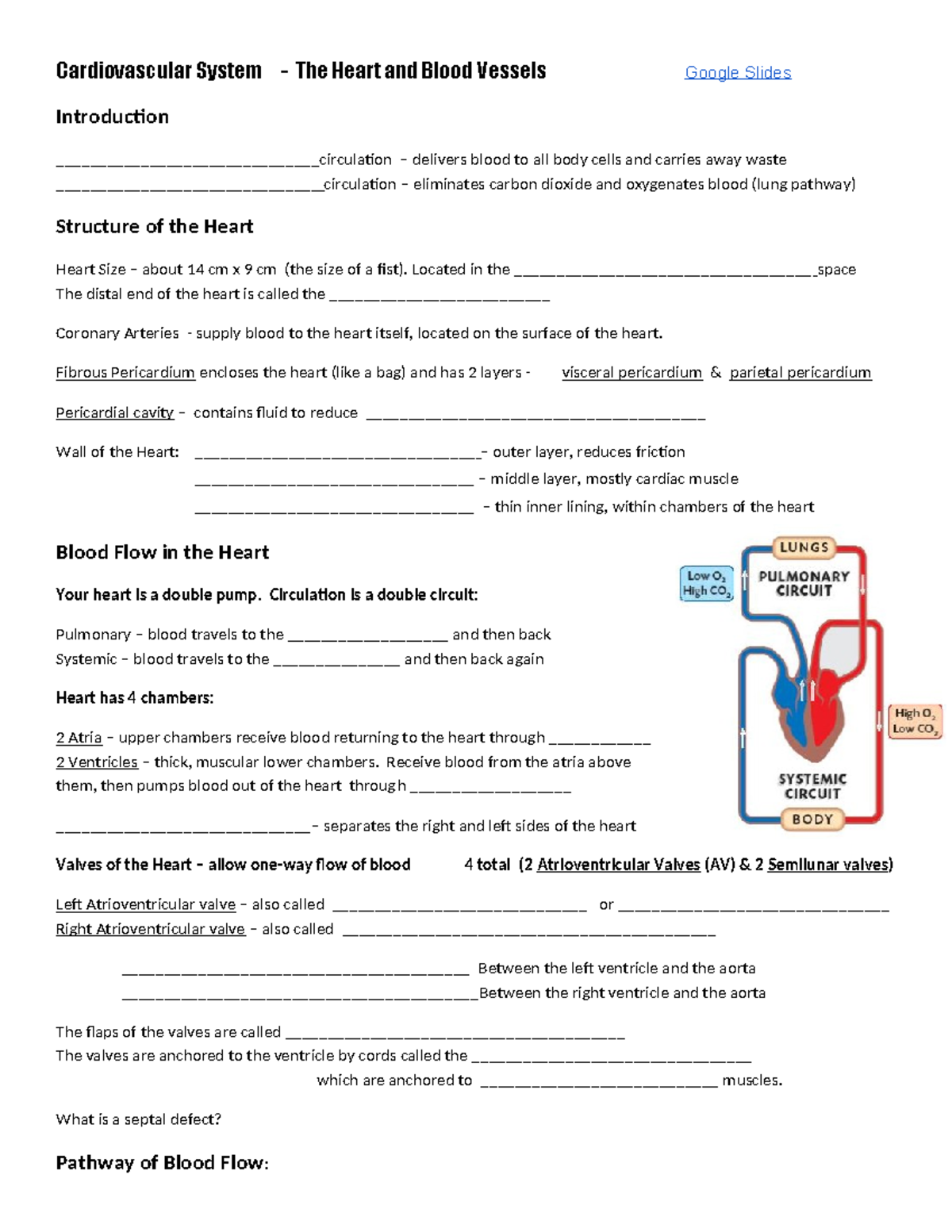 Ch 13 Notes - Cardiovascular System - The Heart and Blood Vessels ...