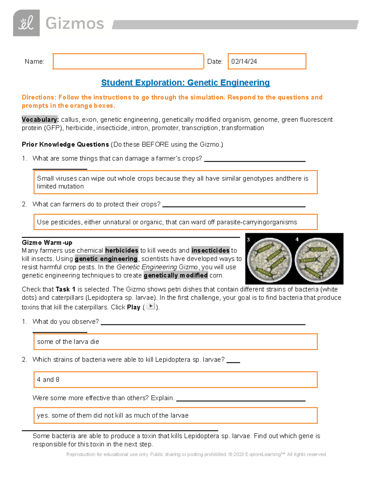 Genetic Engineering SE - Name: Date: 02/14/ Student Exploration ...
