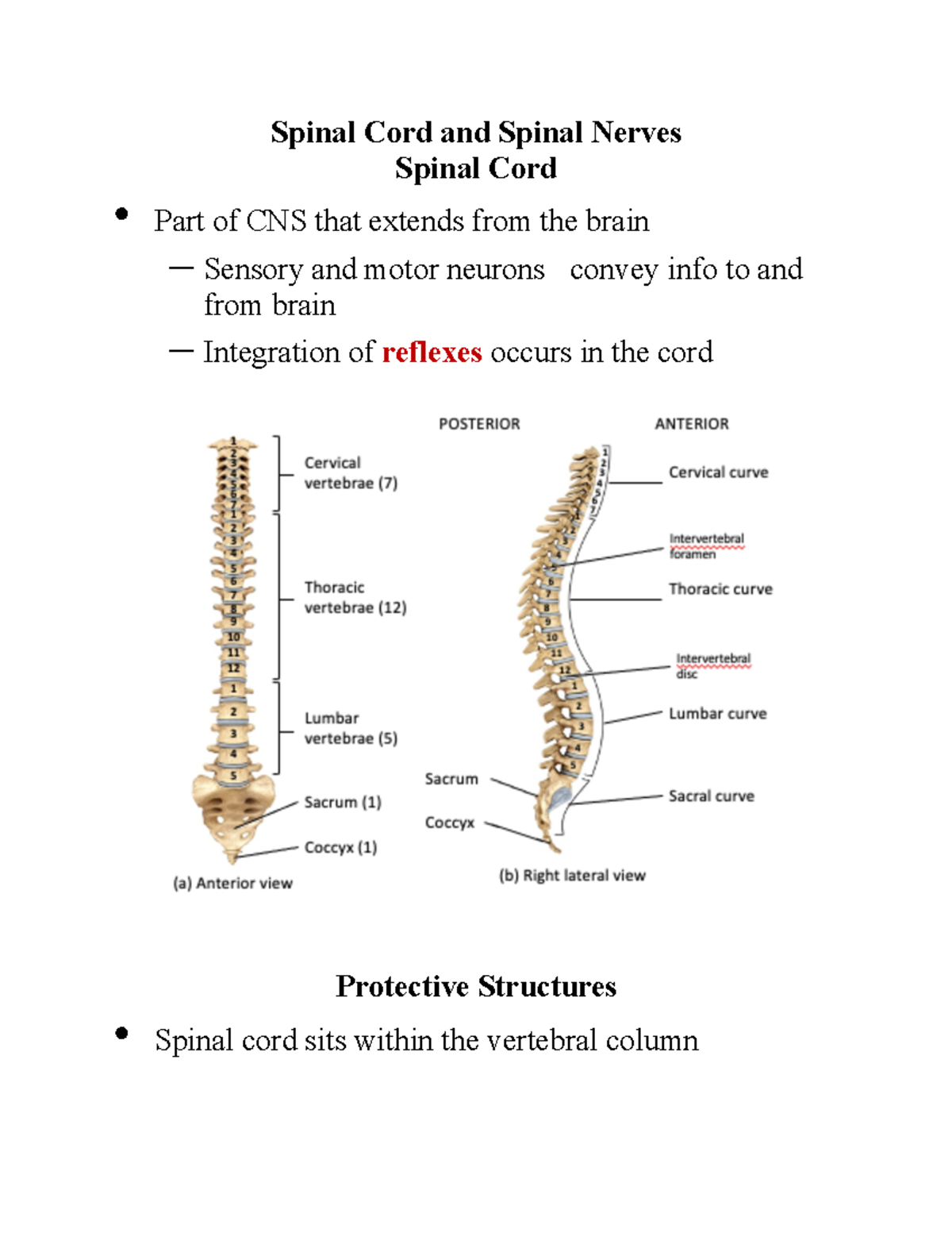 Spinal Nerve + Cord (Anatomy) - Spinal Cord and Spinal Nerves Spinal ...