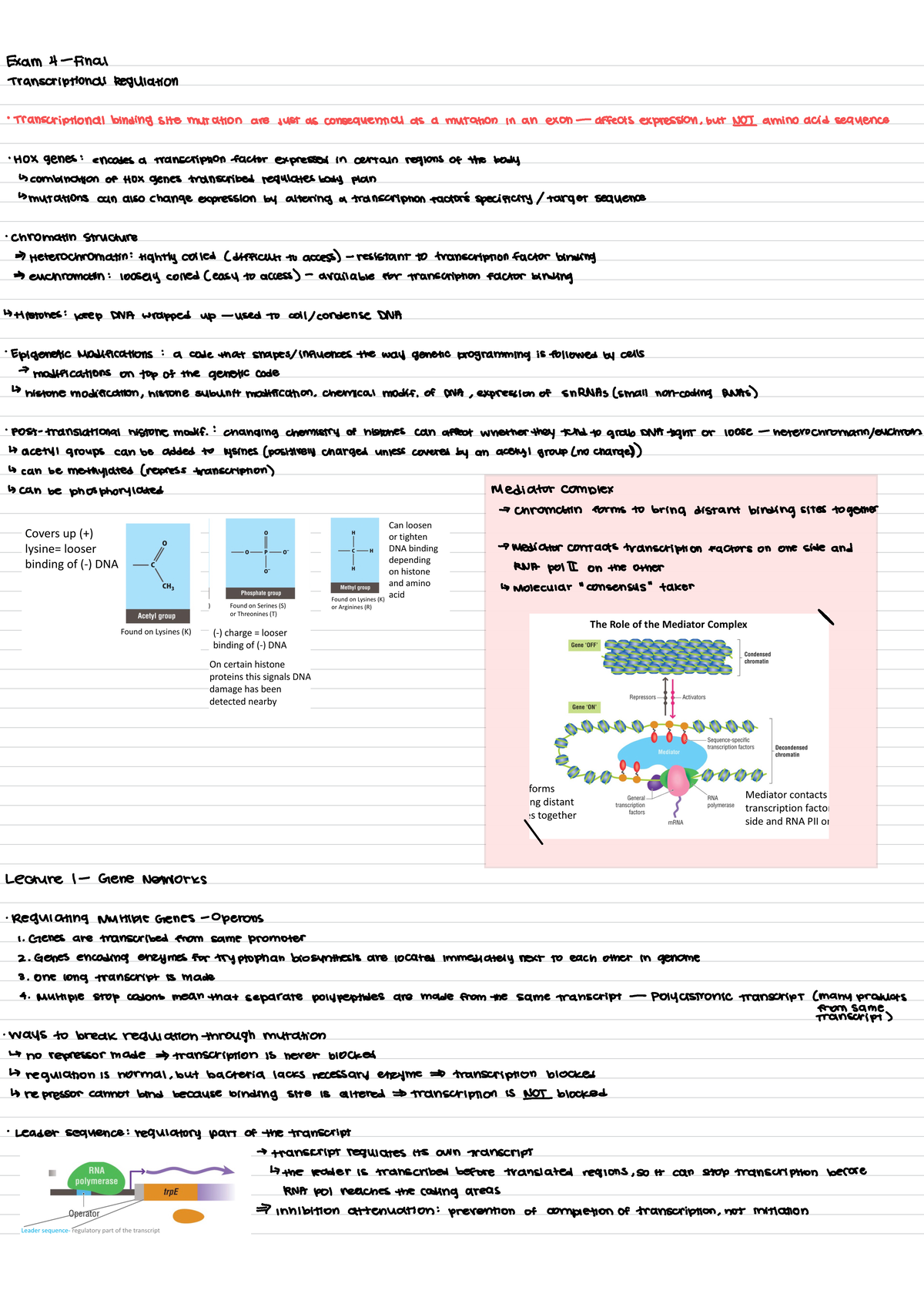 Exam 4 - Final - ####### Exam 4-Final ####### TranscriptionalRegulation ...