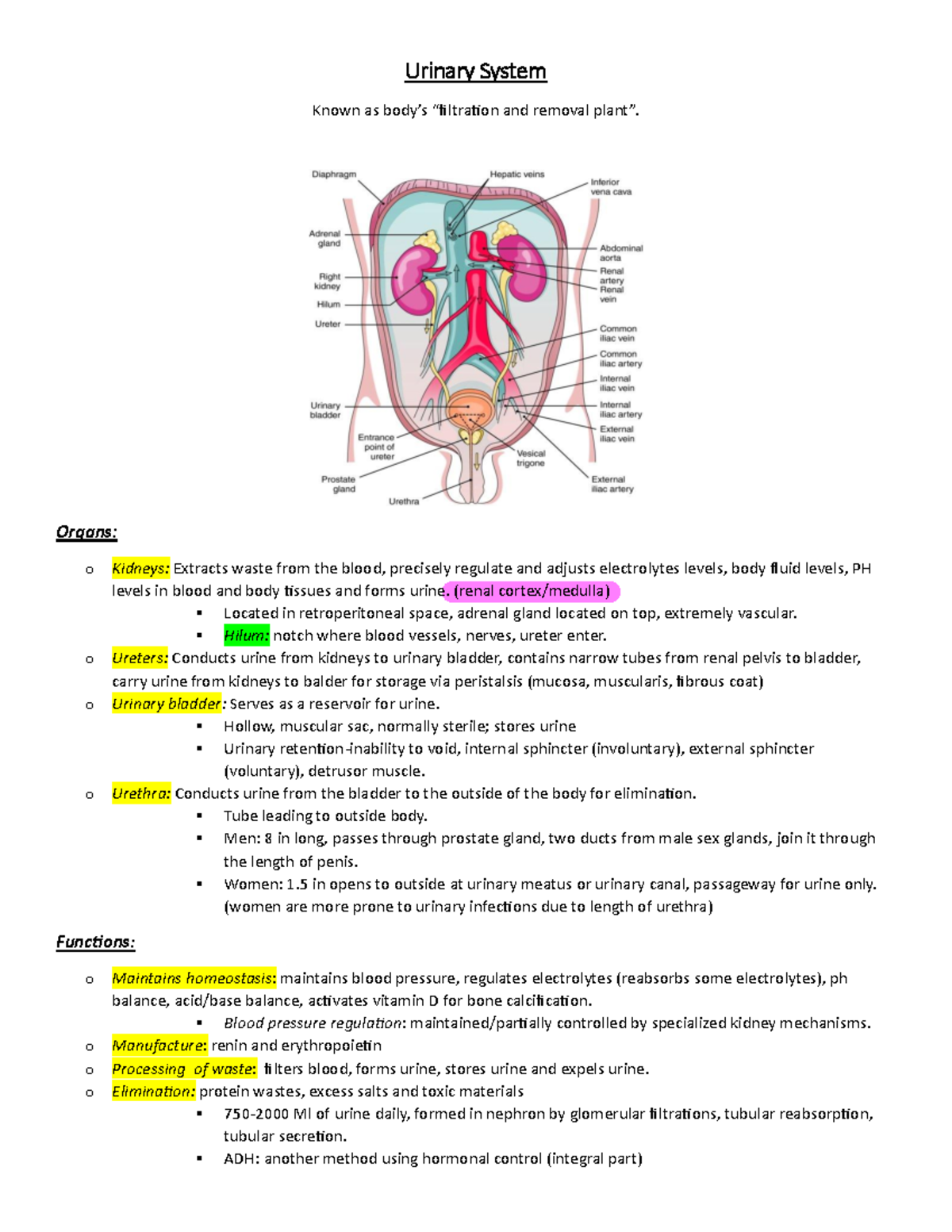 Urinary System Reproductive System - Urinary System Known as body’s ...