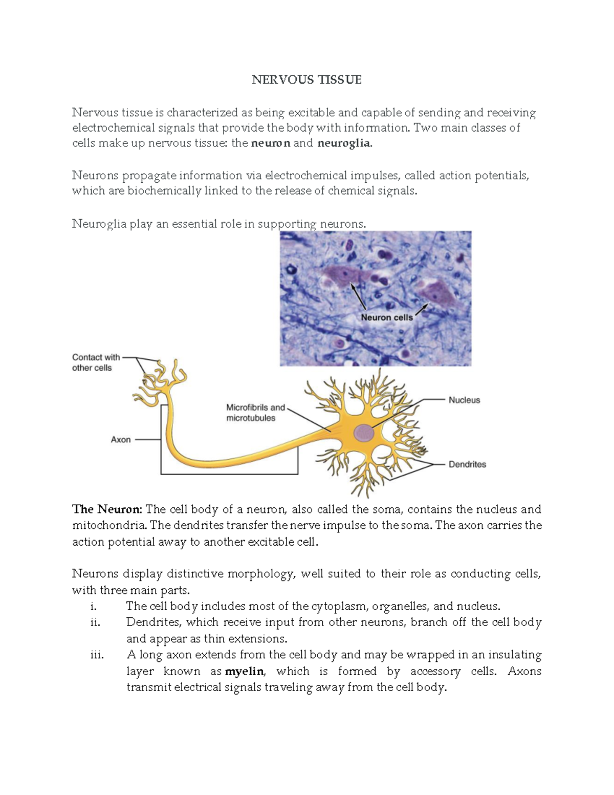 Lec. 4 - Tissue - Nervous, muscle, connective - NERVOUS TISSUE Nervous ...