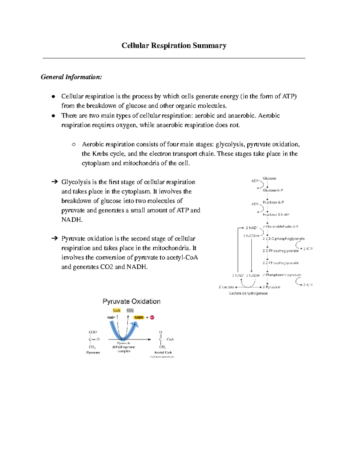 Overall Study Notes on Cellular Respiration - Cellular Respiration ...