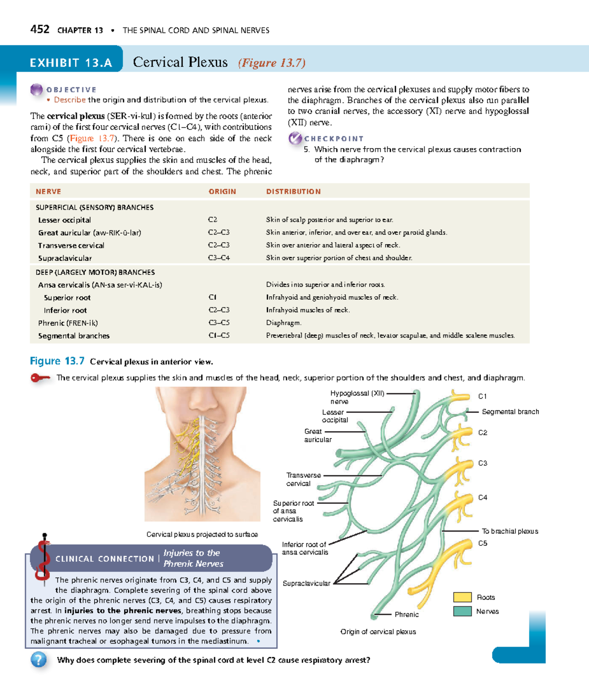 Anatomyand Physiology-162 - 452 CHAPTER 13 • THE SPINAL CORD AND SPINAL ...
