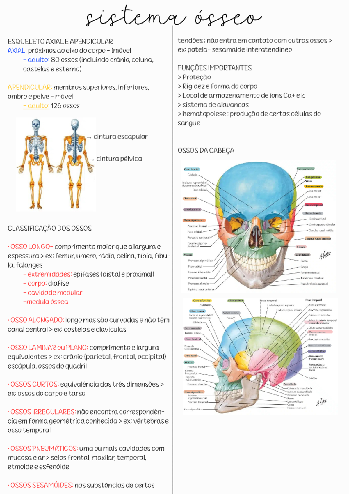 Osteologia - Conteúdo sobre sistema ósseo - Anatomia humana - Studocu
