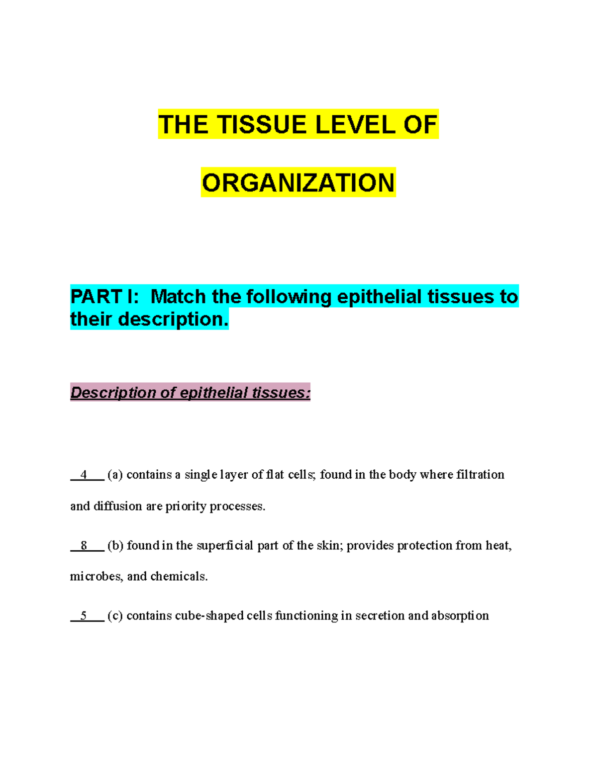 THE Tissue Level OF Organization - THE TISSUE LEVEL OF ORGANIZATION ...