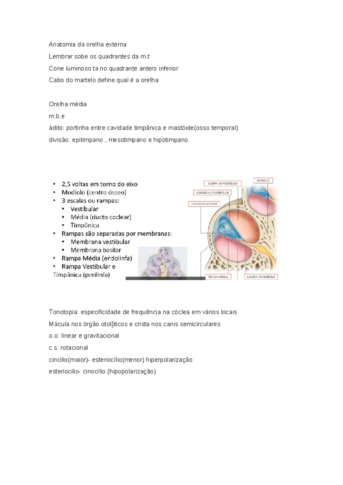 Anatomia da orelha externa - Anatomia da orelha externa Lembrar sobe os ...