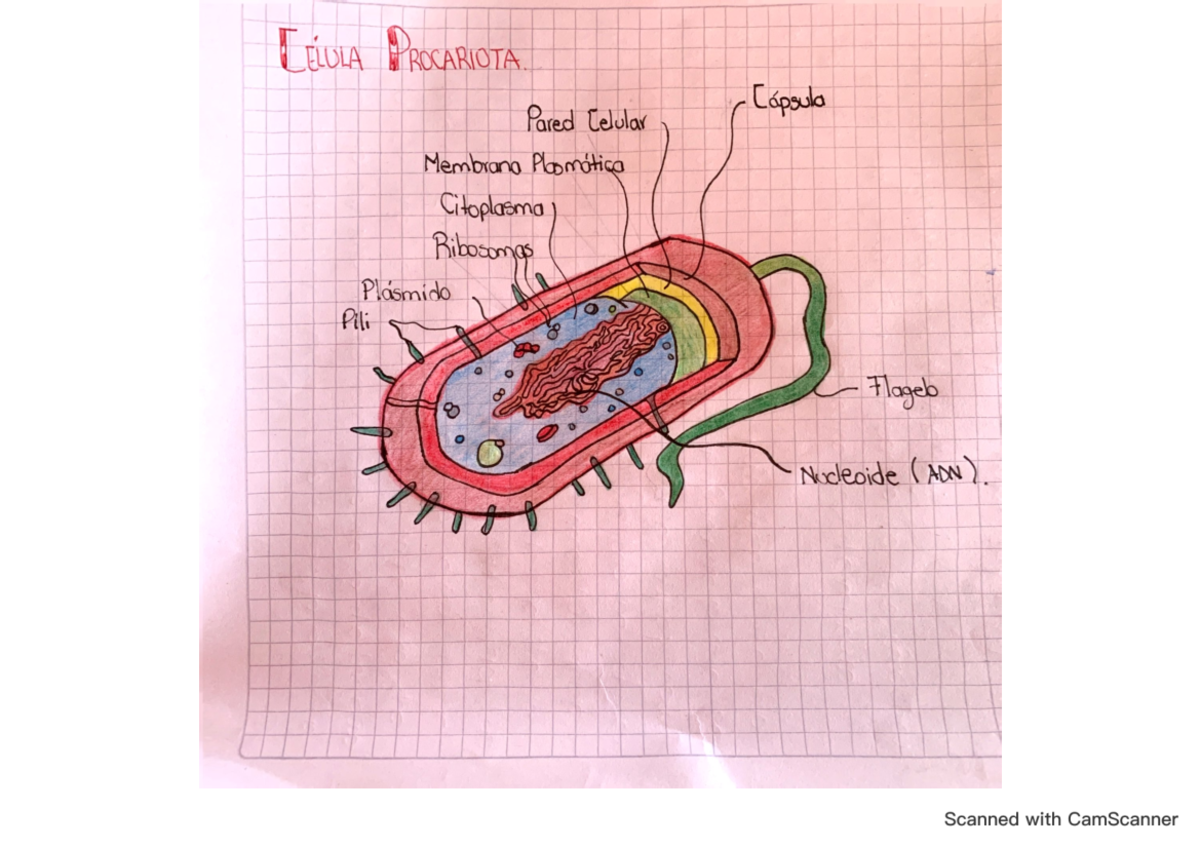 Sancho Daniela Biología - CELULA PROCARIOTA Pared Celular Cápsula ...