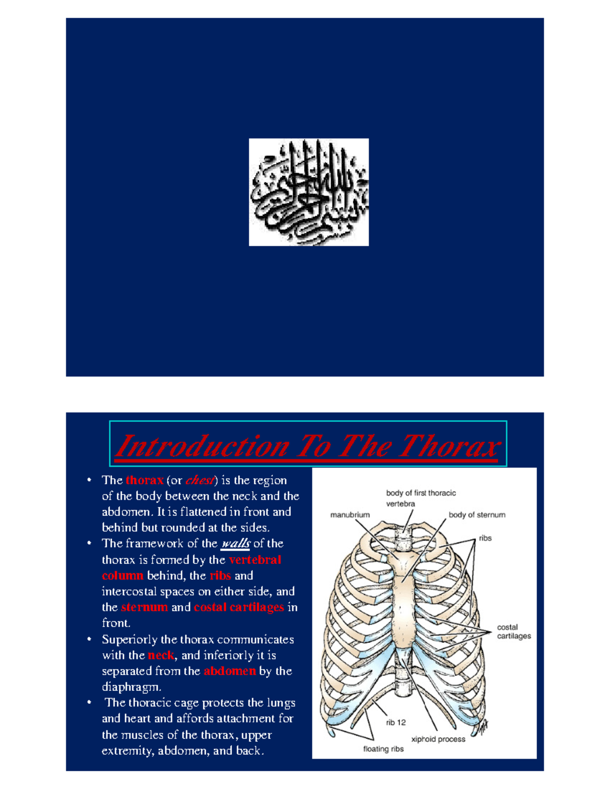 Introduction To The Thorax - • The thorax (or chest) is the region of ...