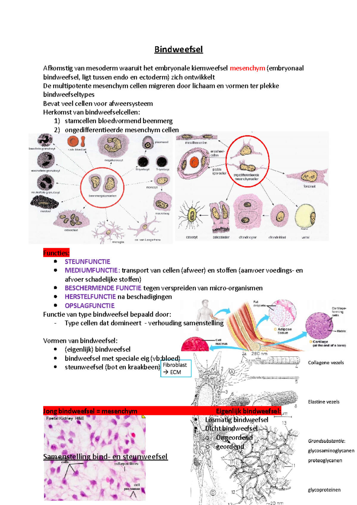 Bindweefsel - Krachten bidirecioneel vb bij pees veel grondsubstanie en ...