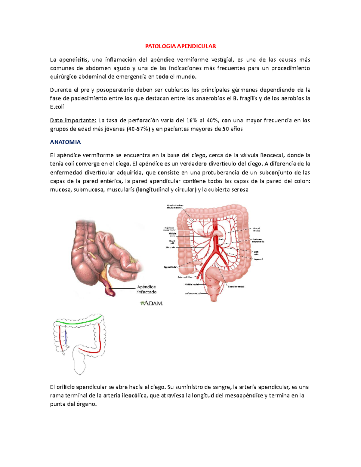 Patologia Apendicular - PATOLOGIA APENDICULAR La apendicitis, una ...
