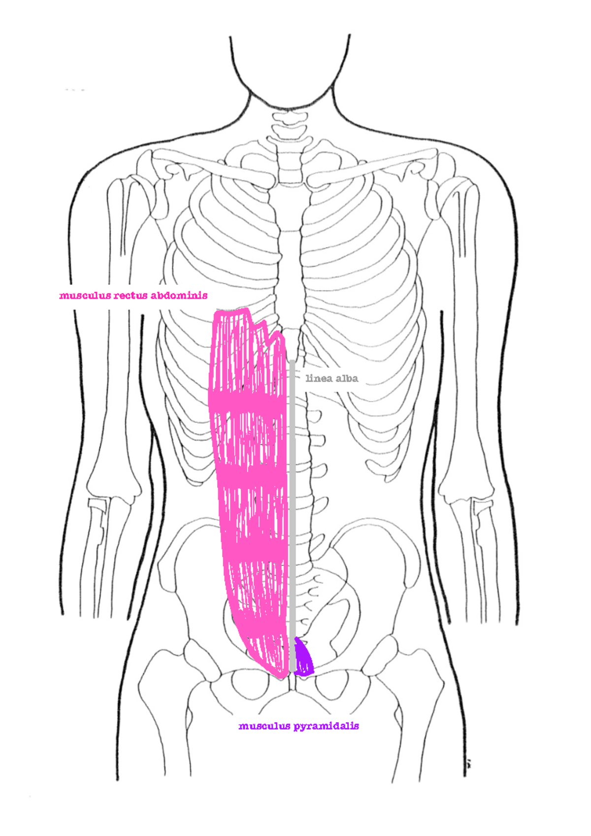 Tekeningen anatomie - musculus pyramidalis musculus rectus abdominis ...