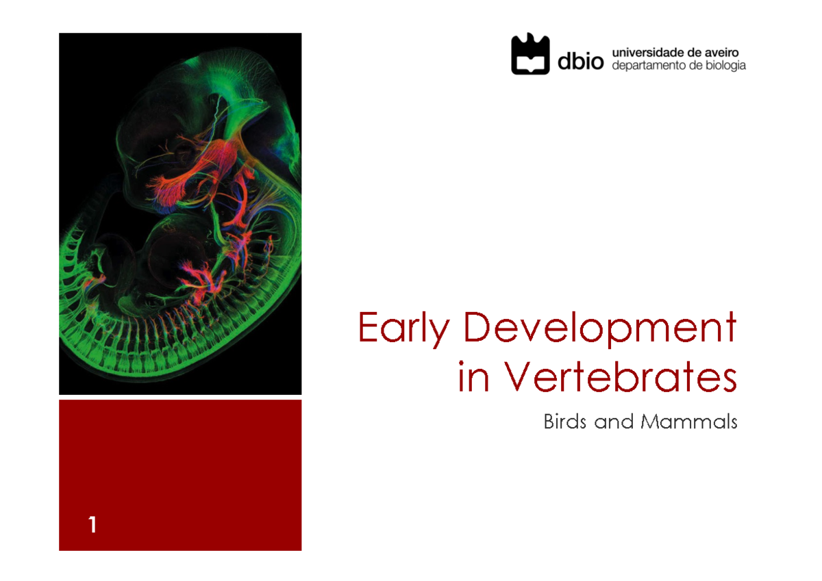 Aula 5 Módulo Animal - Aula Teórica - Early Development in Vertebrates ...