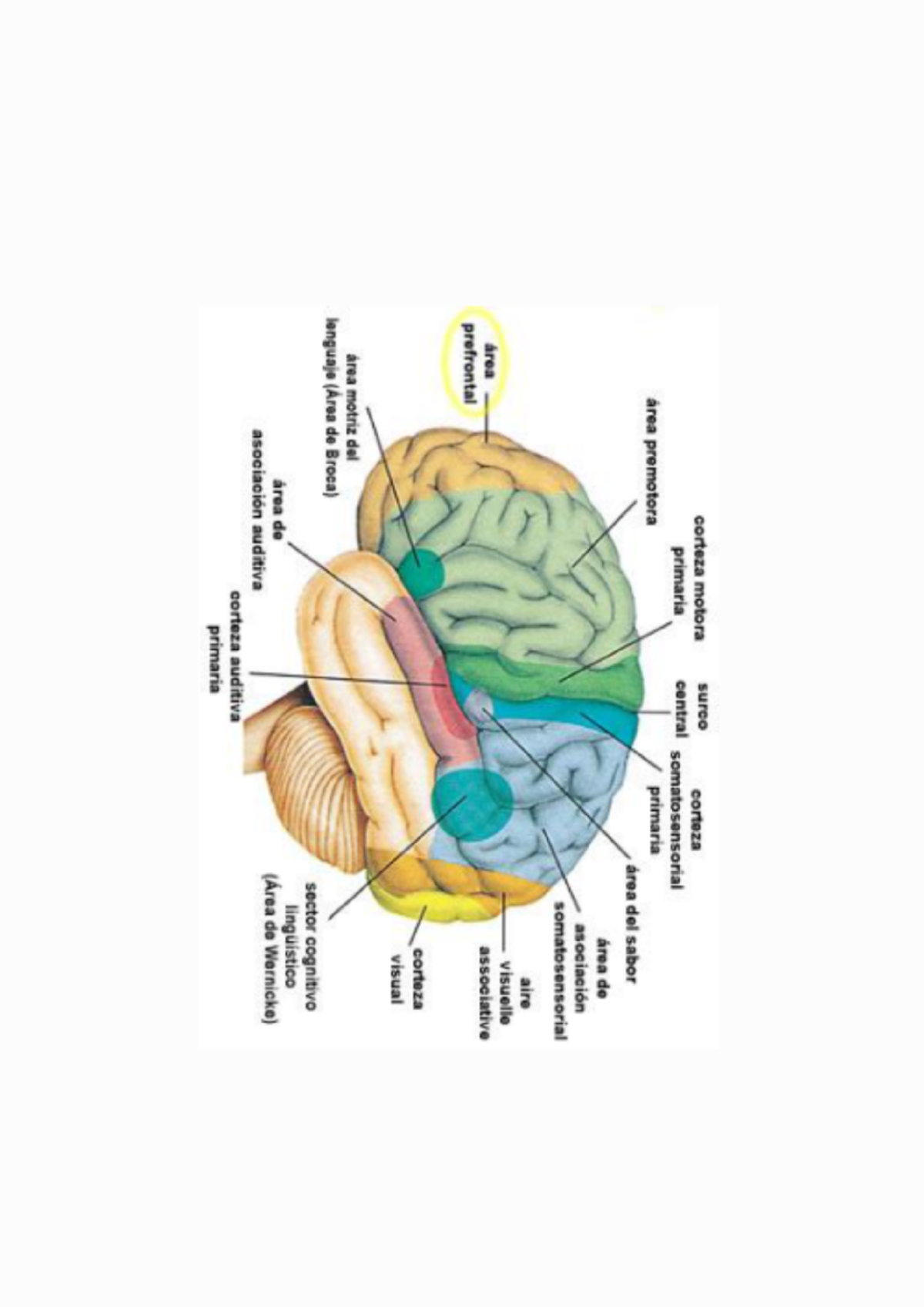 Imprimir - Cerebro estructura interna - corteza motora surco corteza ...