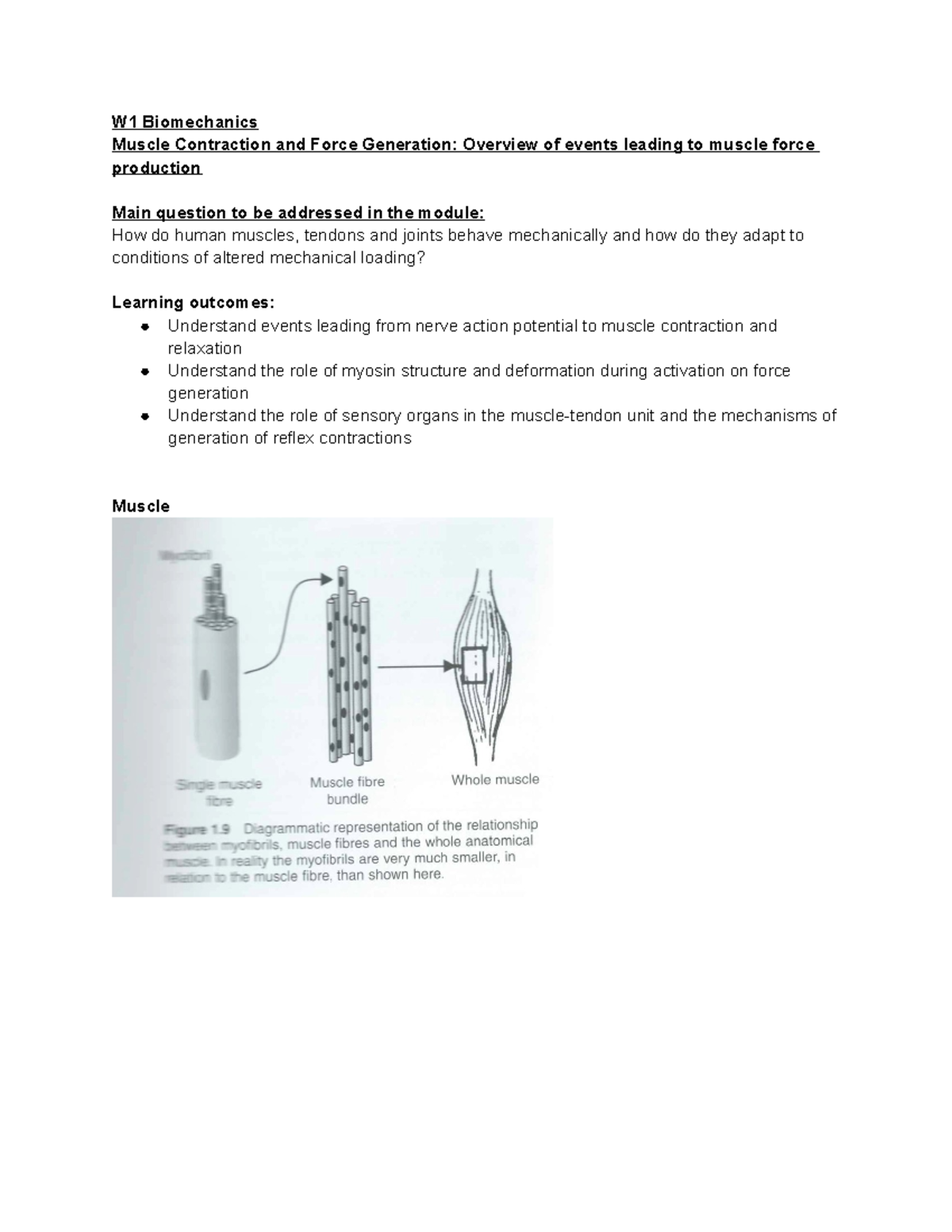 W1 Biomechanics - W1 Biomechanics Muscle Contraction and Force ...