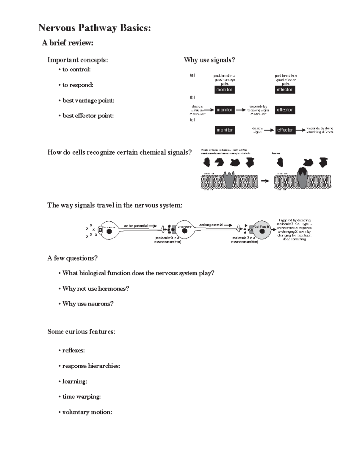 10 nervous pathway basics Human Physiology Notes, Temme - Nervous ...