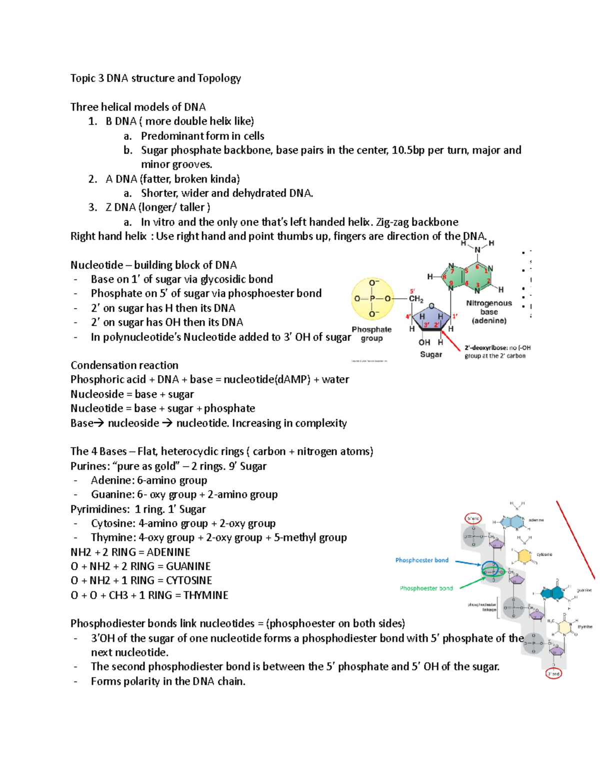 Topic 3 DNA structure and Topology - Topic 3 DNA structure and Topology ...