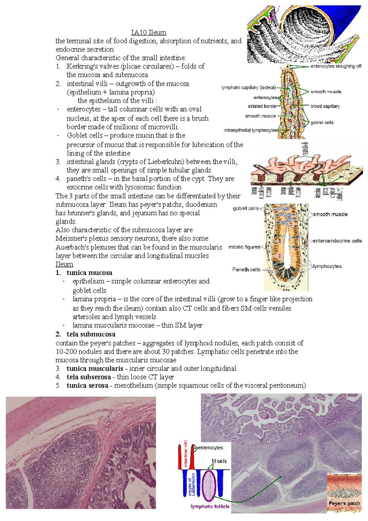 IA10 ilium - IA10 Ileum the terminal site of food digestion, absorption ...