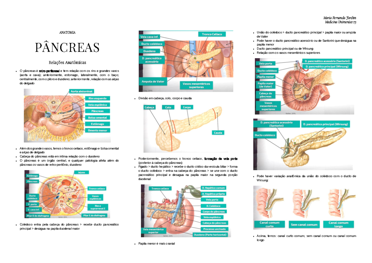 Anatomia - pâncreas - Maria Fernanda Jardim Medicina Unimontes 73 ...