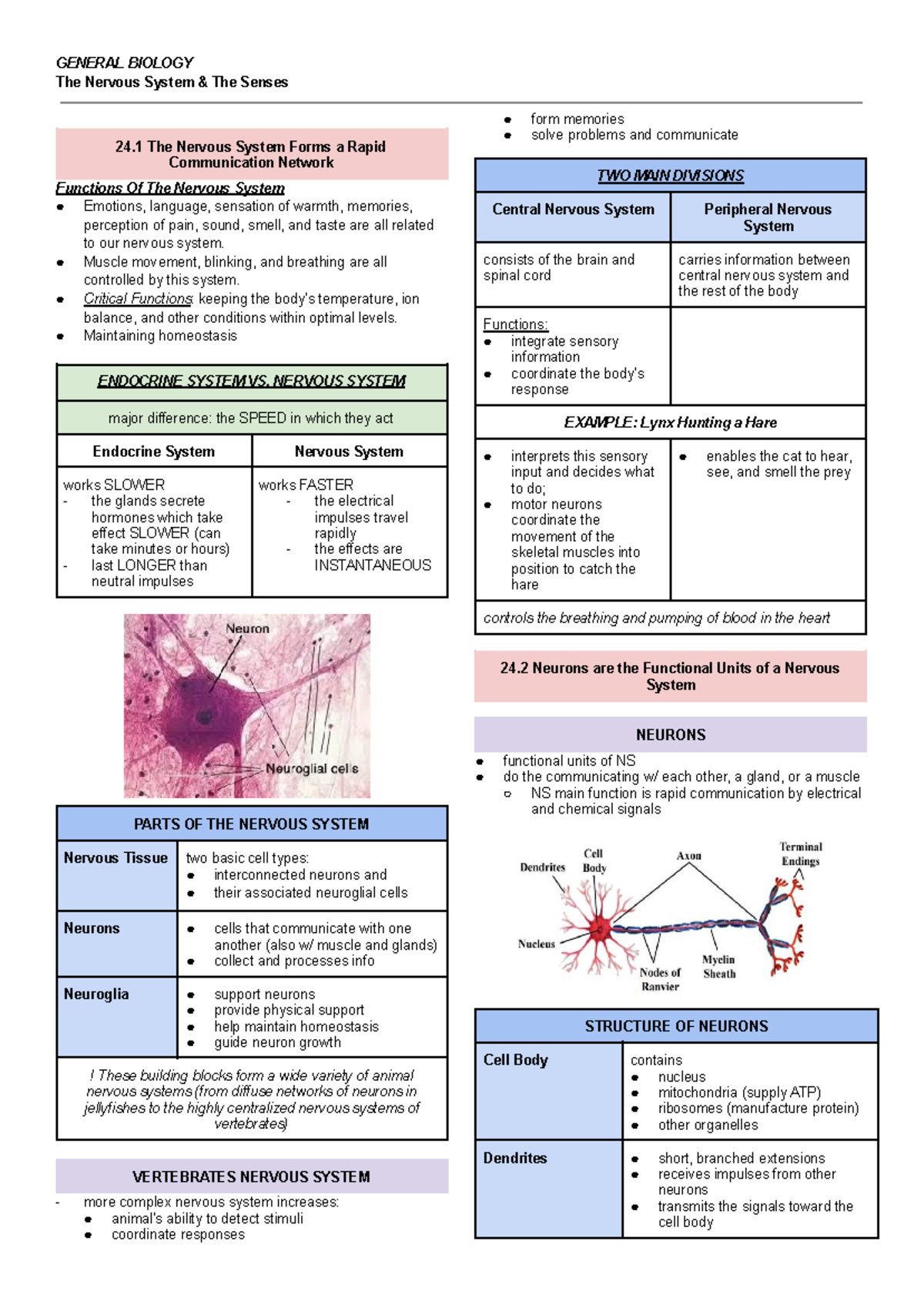 Nervous System & The Senses - The Nervous System & The Senses 24 The ...