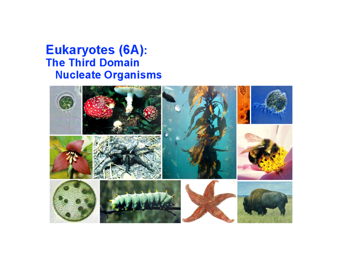 6-Eukaryotes-Intro - Notes about eukaryotes. - Eukaryotes (6A): The ...