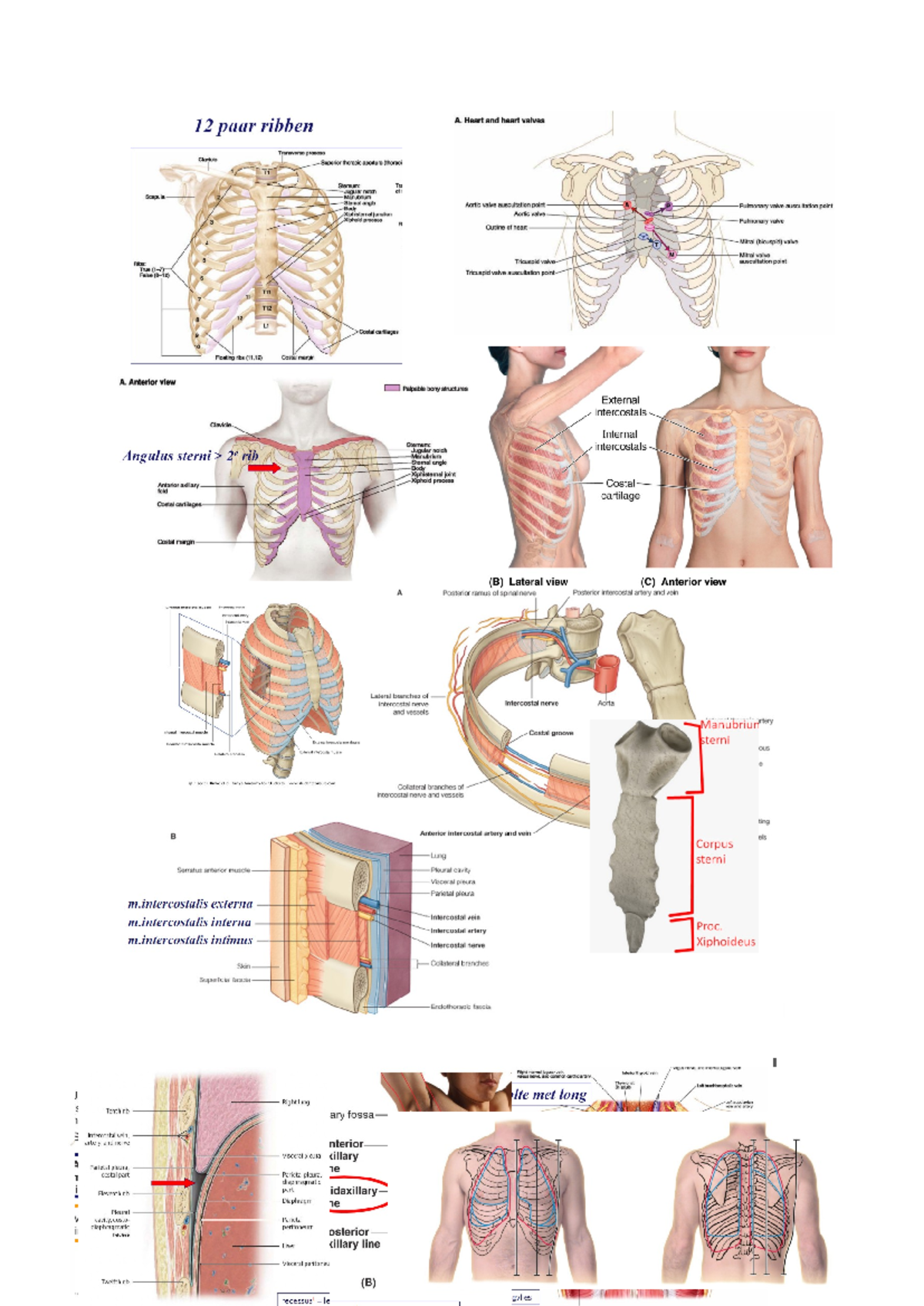 Plaatjes van thorax - 12 paar ribben A. Heart and heart valves ...