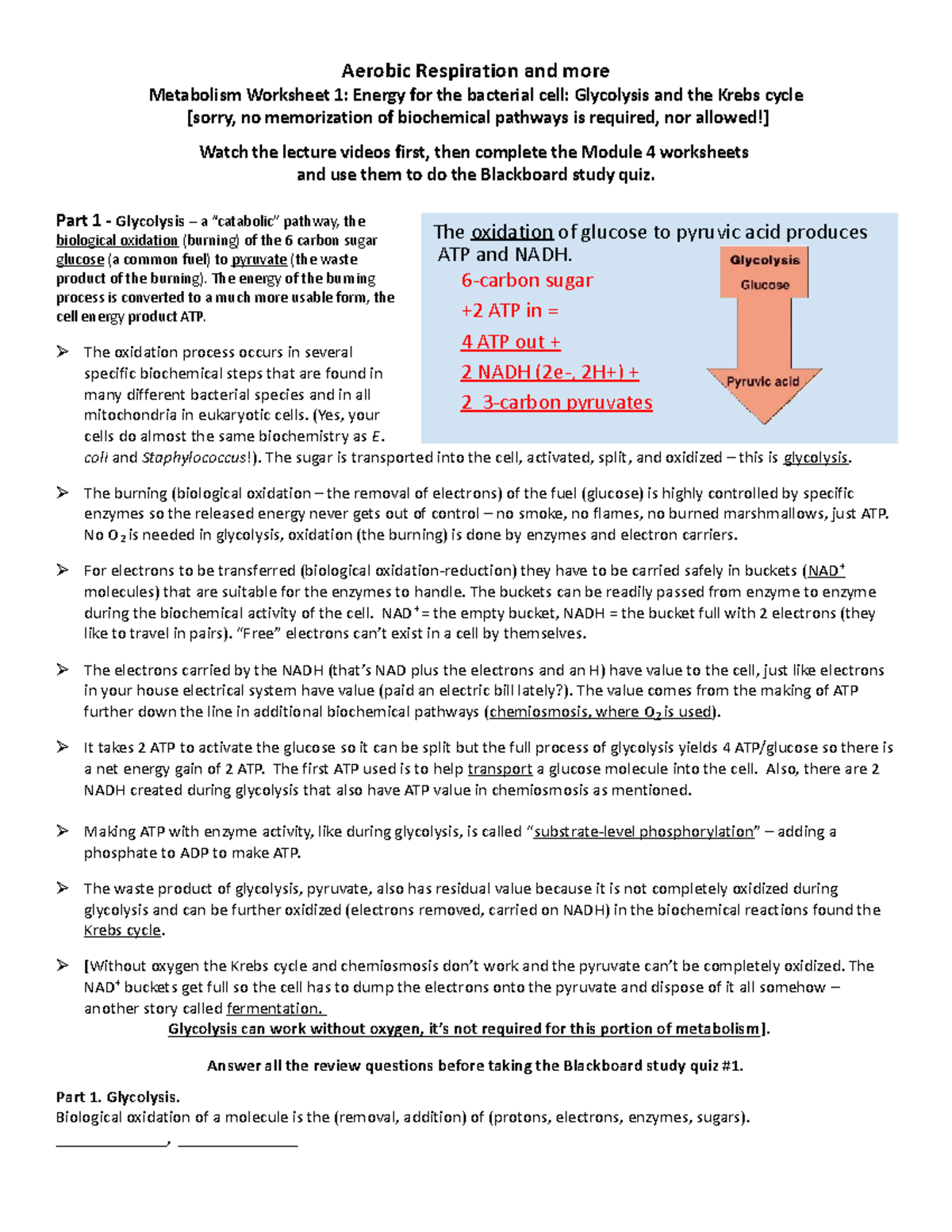 Aerobic Respiration 1 - Glycolysis, Krebs - Metabolism Worksheet 1 ...