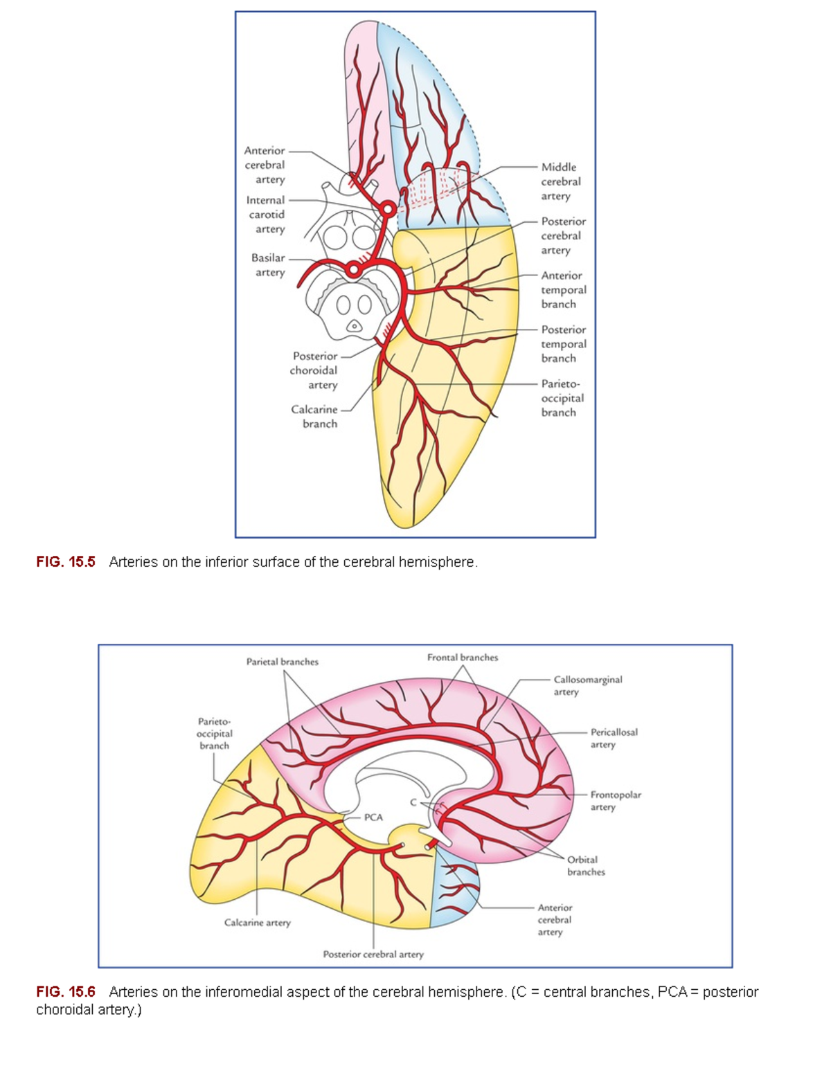 Vishram singh textbook of clinical neuroanatomy 35 - FIG. 15 Arteries ...