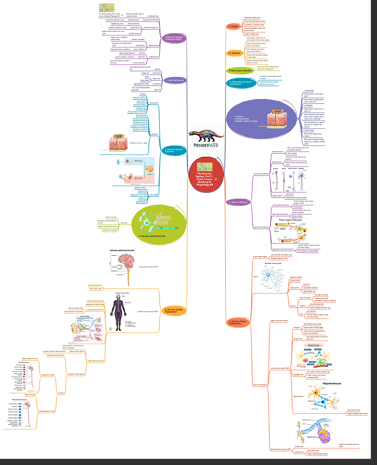 The Nervous System Insights Mind Map Crash Course Anatomy & Physiology ...