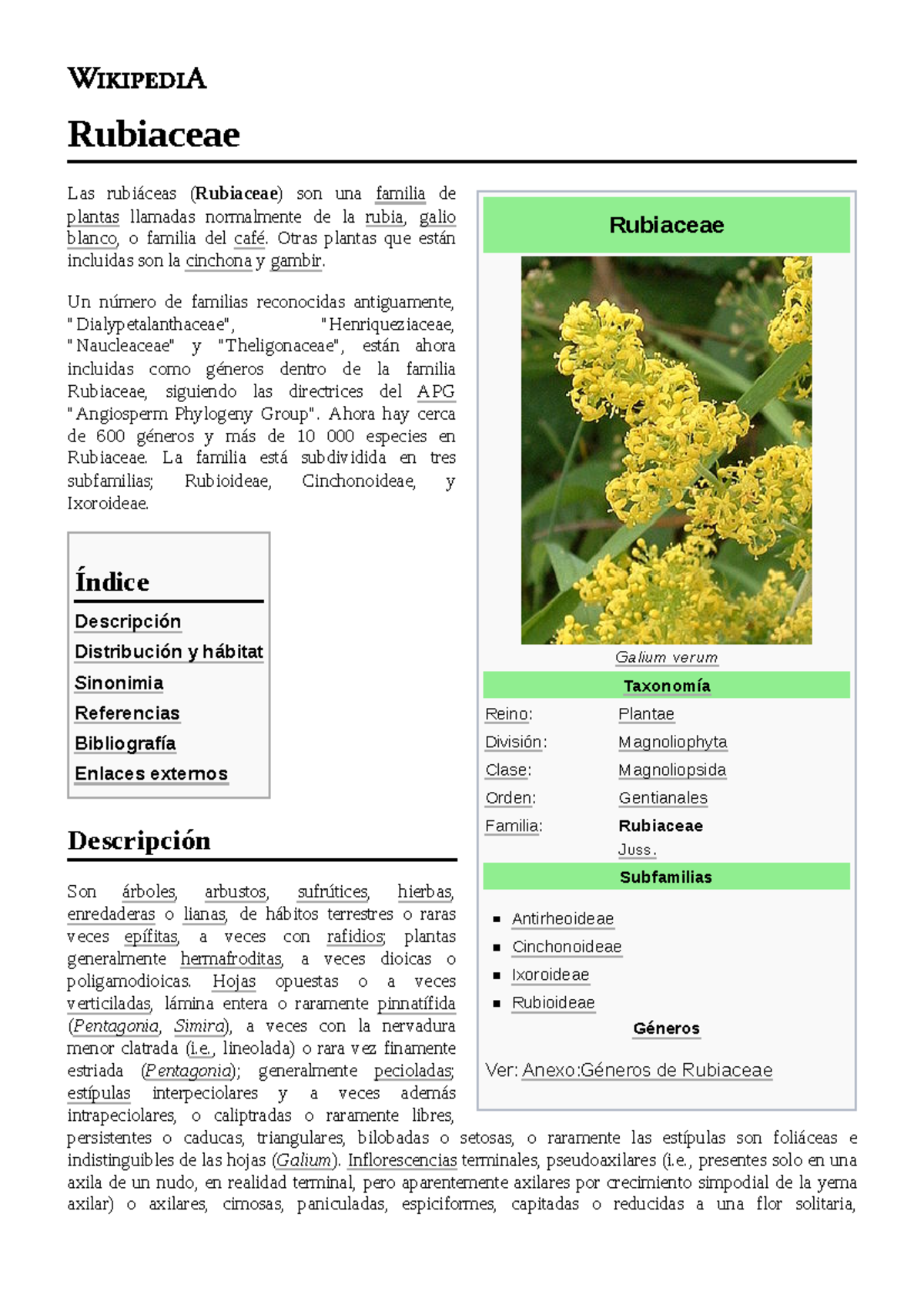 Rubiaceae - Rubiaceae Galium verum Taxonomía Reino: Plantae División ...