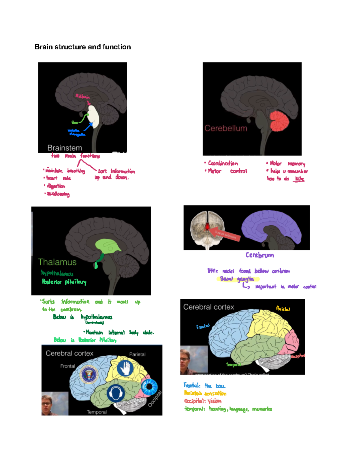 Week 13. Play posits. Brain structure and function - Brain structure ...