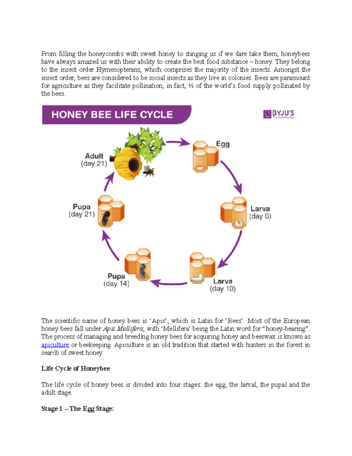 Honey Bee Life cycle - From filling the honeycombs with sweet honey to ...