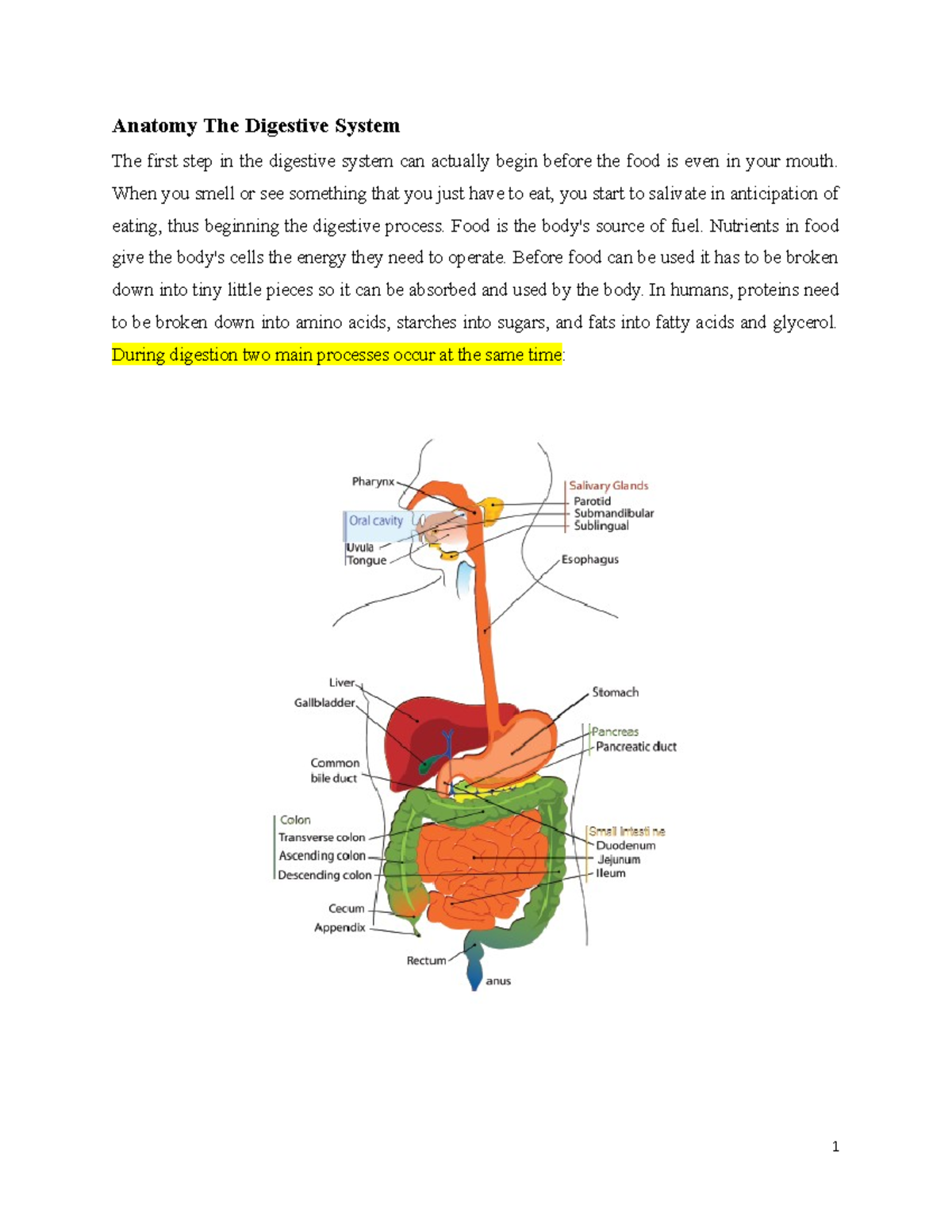 Digestive Anatomy and Physiology - Anatomy The Digestive System The ...