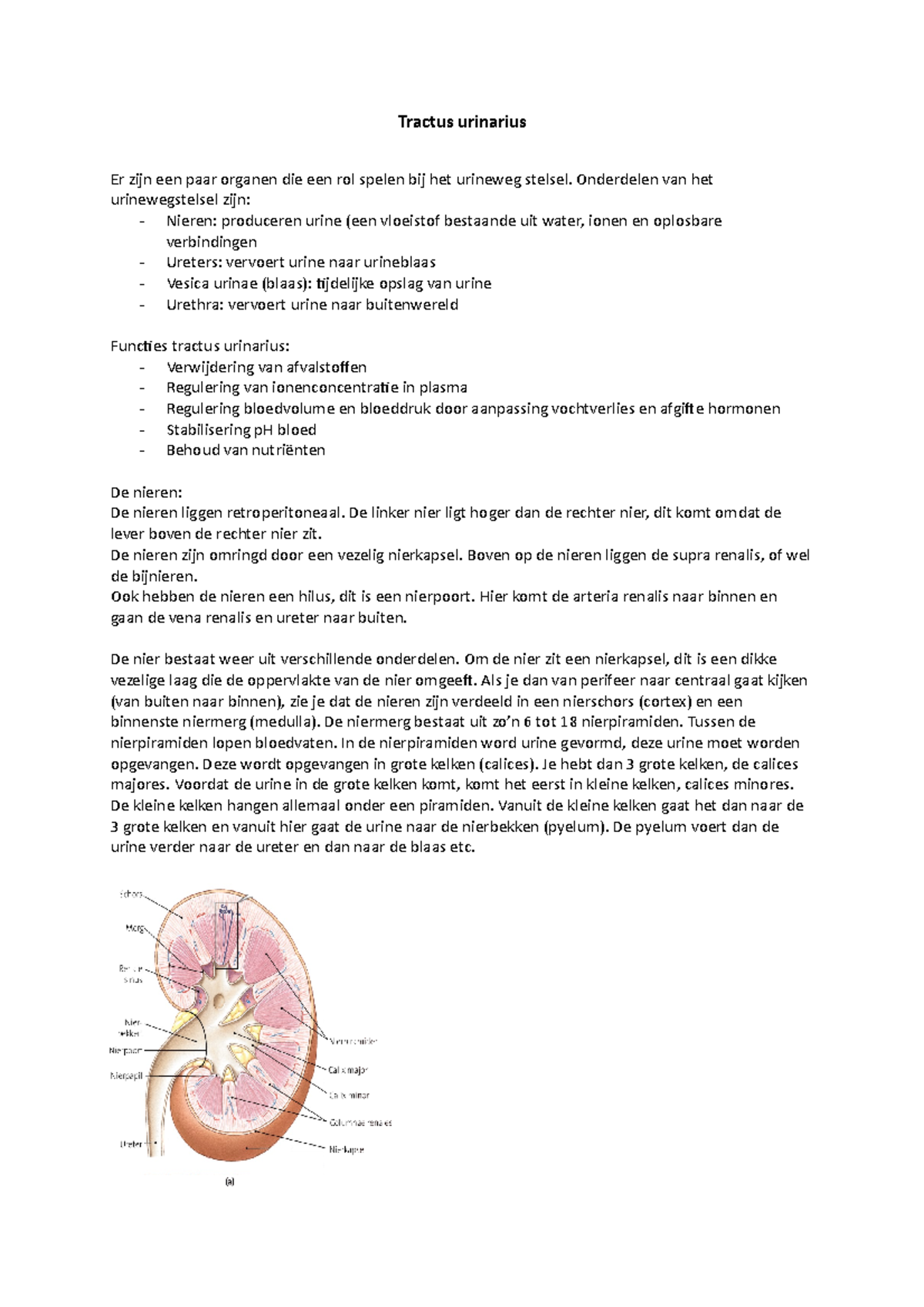 Tractus urinarius - Onderdelen van het urinewegstelsel zijn: - Nieren ...