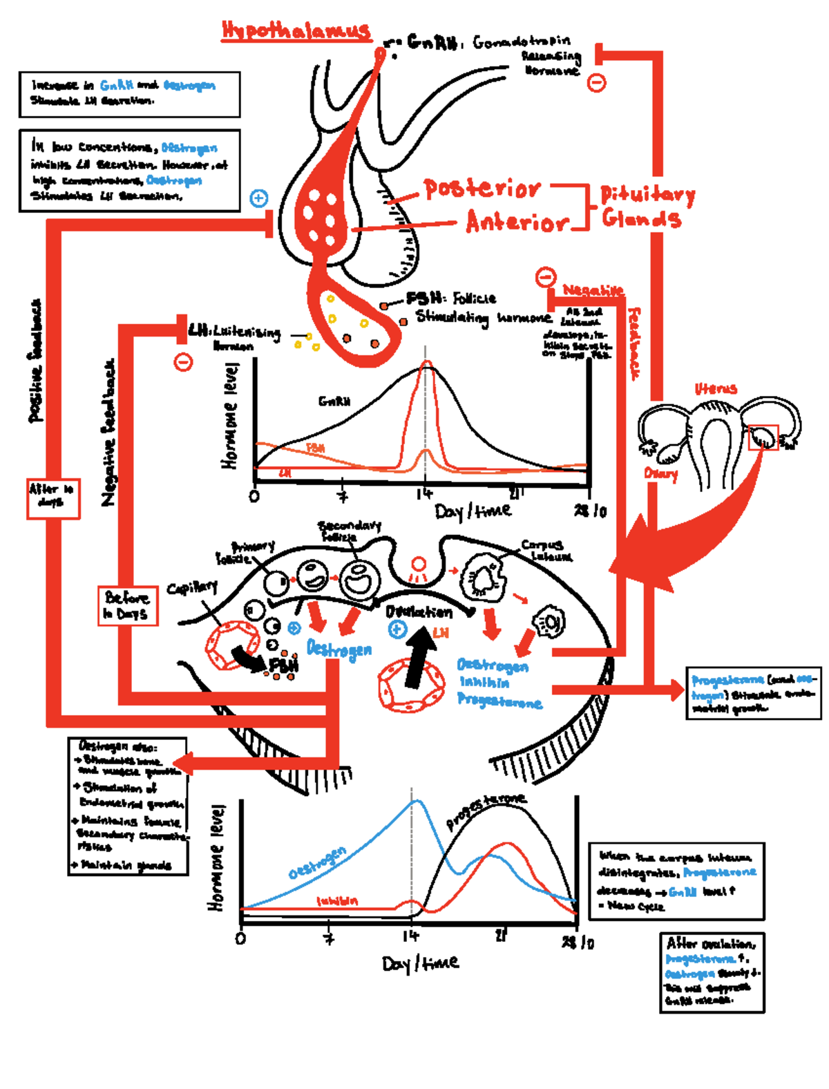Note 5 Mar 2024 - Hormone cycle visual diagram. - Hypothalamus qq ...