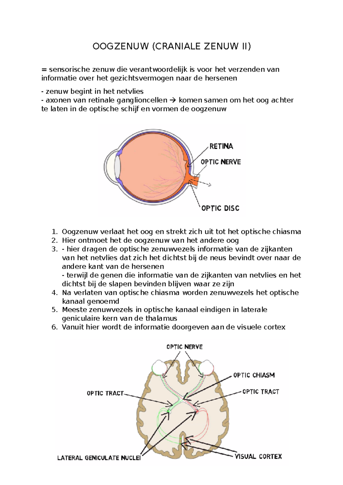 Oogzenuw ( Video) - OOGZENUW (CRANIALE ZENUW II) = sensorische zenuw ...