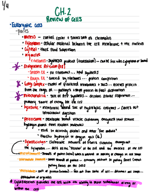 anatomy & physiology - Warning: Error during font loading: XMLHttpRequest is not defined CHAPTER ...