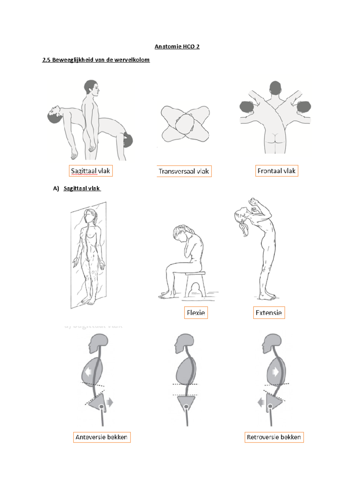 Anatomie HCO 2 - topografie, osteologie, werking van de skeletspieren ...