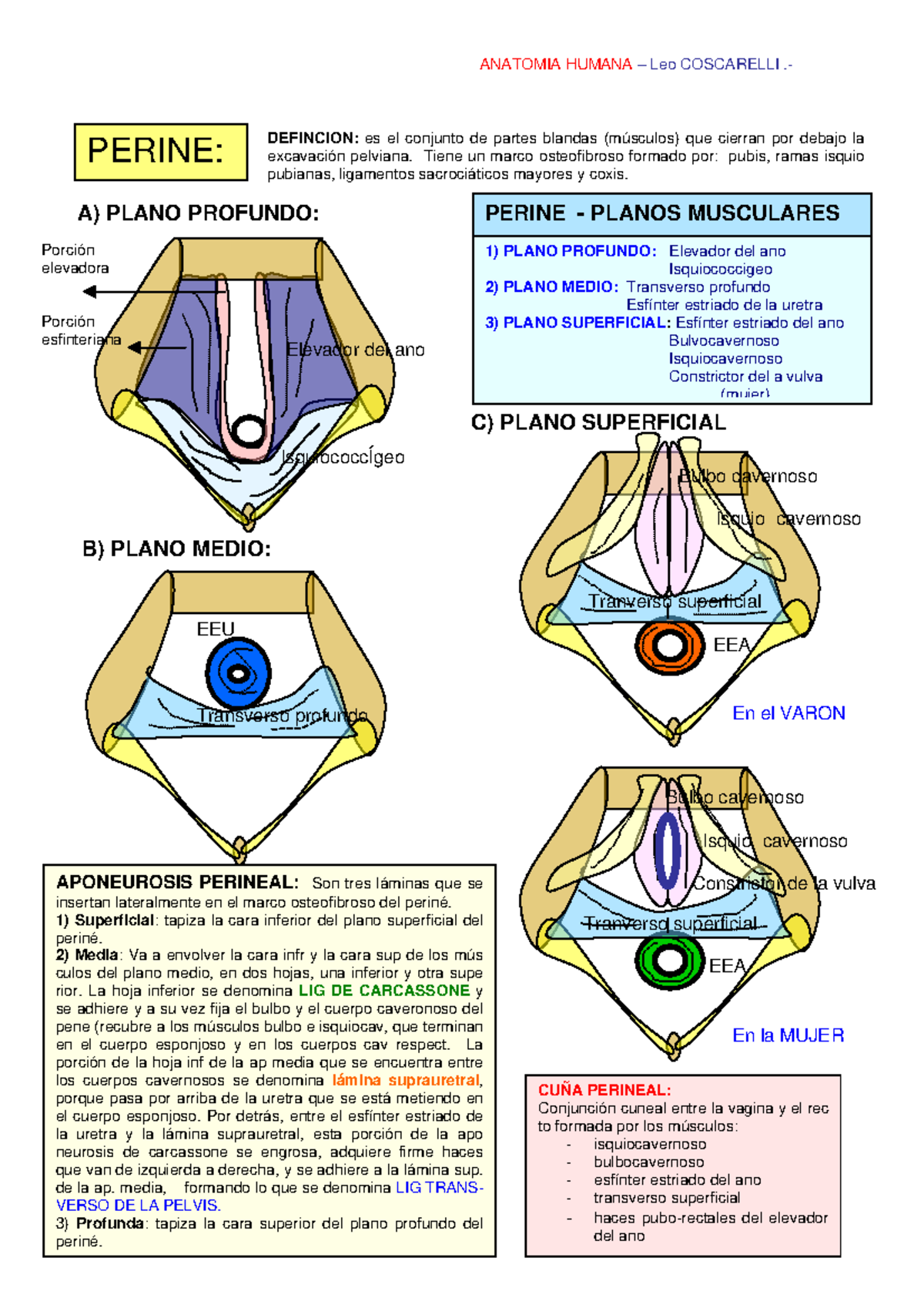 Periné - Perine - ANATOMIA HUMANA – Leo COSCARELLI .- PERINE: DEFINCION ...